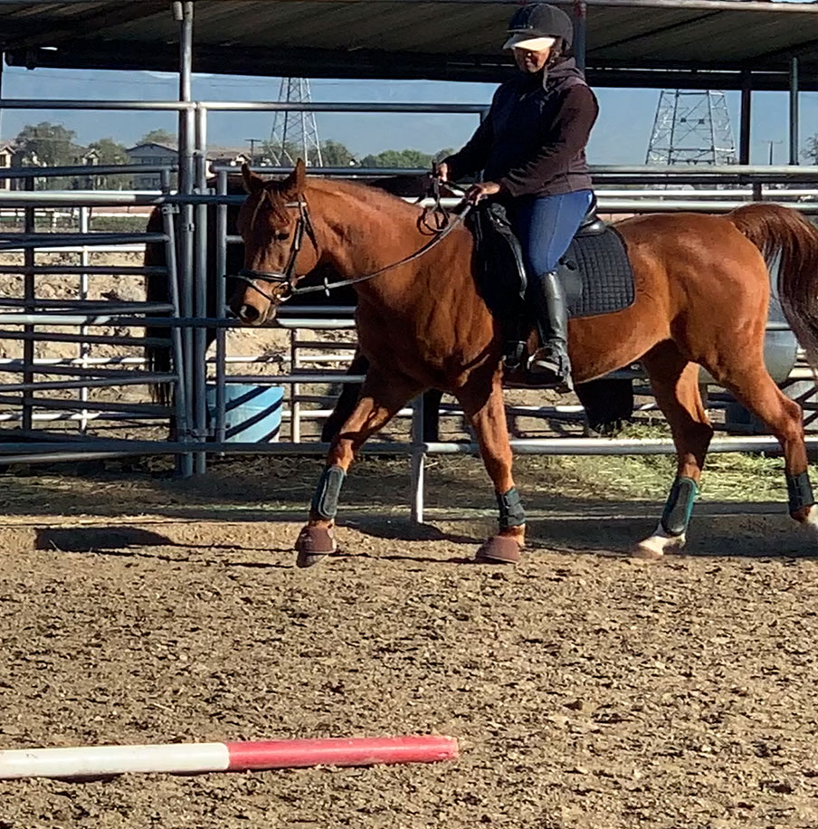 About Us - My Horses And I